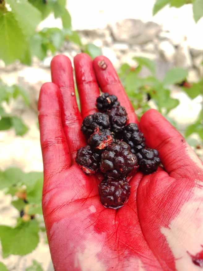 The Mulberry Tree Parable (Luke 17) – My Faith Place